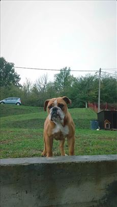 Buldog, mlad pas