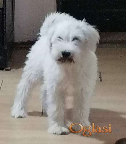 Patuljasti šnaucer