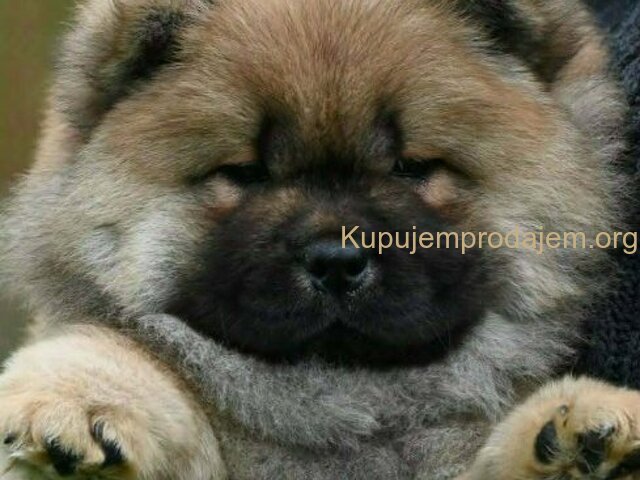 Chow Chow Cau Cau Čau Čau