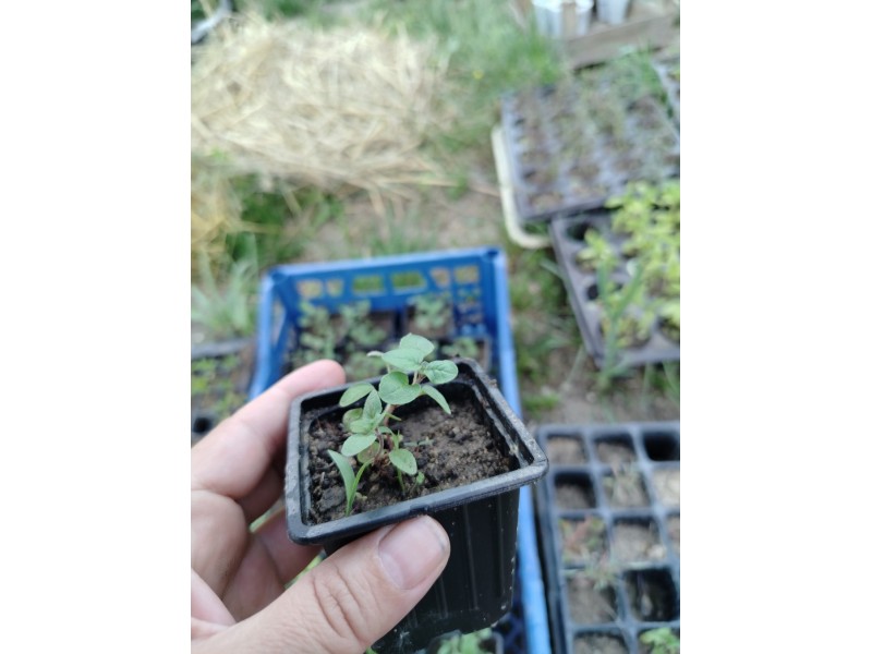 Origano sadnice