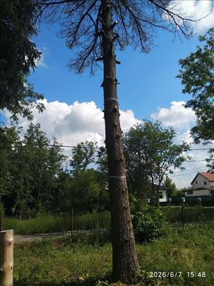 Stablo belog bora - seci i uzmi