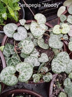 Ceropegia Woodii velika biljka