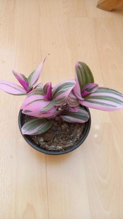 Tradescantia albiflora Nanouk