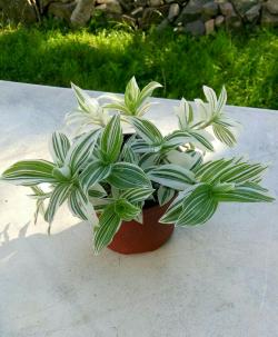 Tradescantia fluminensis Quicksilver