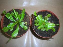 DIONAEA MUSCIPULA 2kom