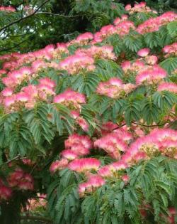Kineska mimoza /albicija roze