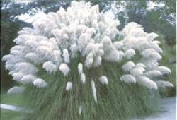 pampas trava 50sem