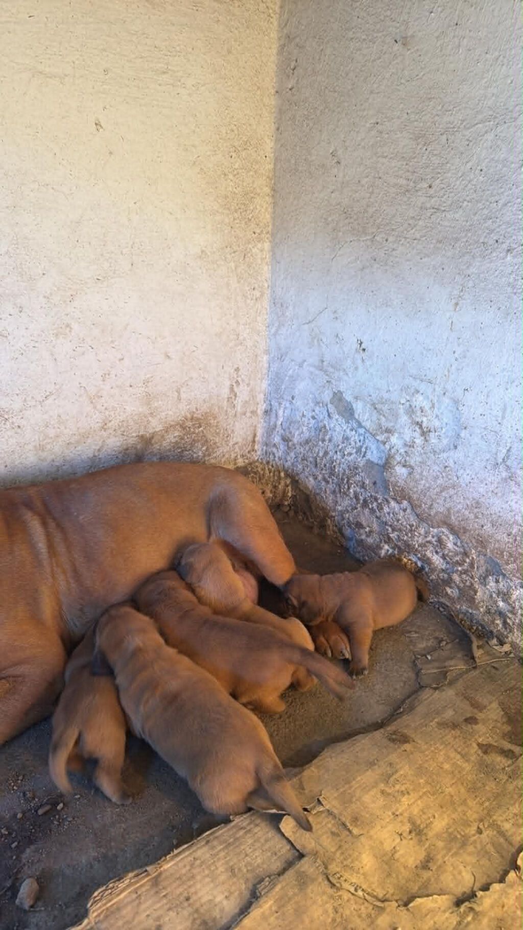 Na prodaju prelepi štenci bordoške doge. U ponudi 3 ženke i 2 mužjaka