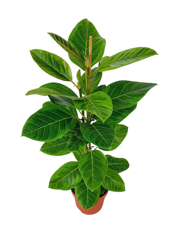 Fikus altissima