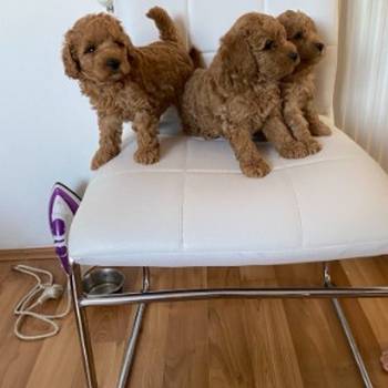 Aprikot patuljaste pudle ❲ 250 eur ❳