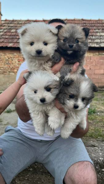 Nemacki pomeranski spic