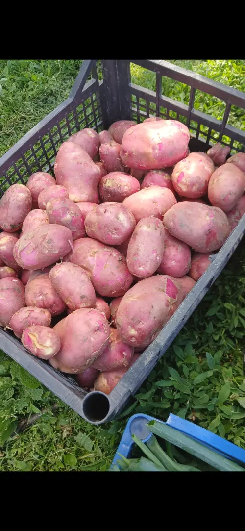 Mladi crveni krompir iz moje baste