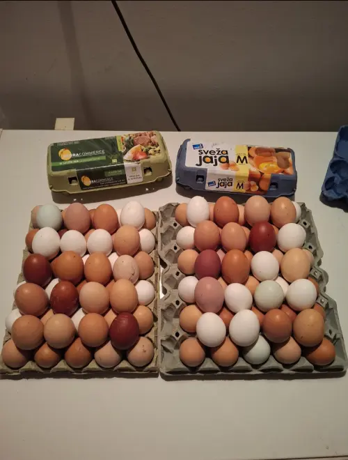 Domaca jaja