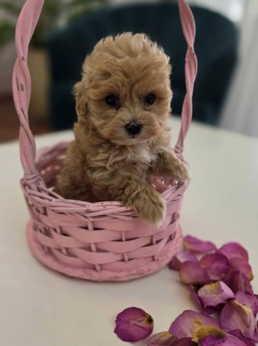Preslatki maleni MALTIPOO štenci
Novi Sad