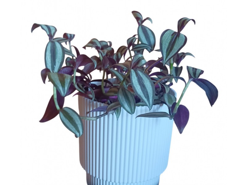 Tradescantia zebrina u ukrasnoj salsiji