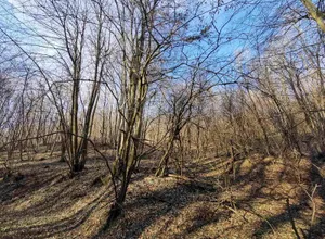 Prodaja Građevinsko zemljište - Irig, Jazak, Mala Remeta