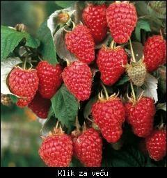 POTREBNI RADNICI ZA BERBU MALINE U ARILJU
