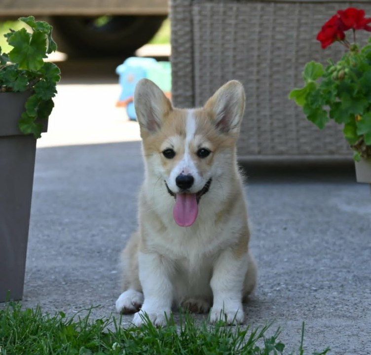 Velski korgi/Welsh Corgi Pembroke