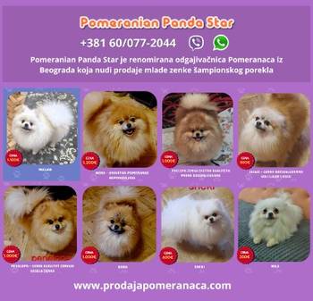 Odgajivačnica Pomeranaca prodaje mlade ženke ❲ 1 eur ❳