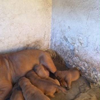 Bordoška Doga prelepi štenci ❲ 1 eur ❳