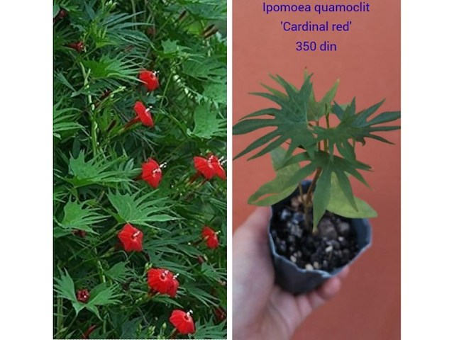 Ipomoea quamoclit Cardinal