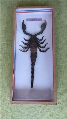 Preparirana skorpija