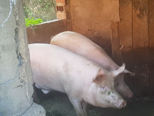 Tovljenici oko 200 KG