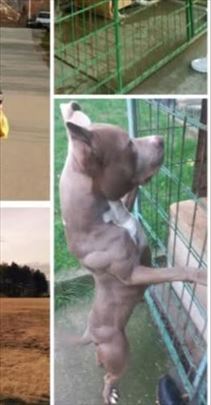 Pit bul terijer, mlad pas
