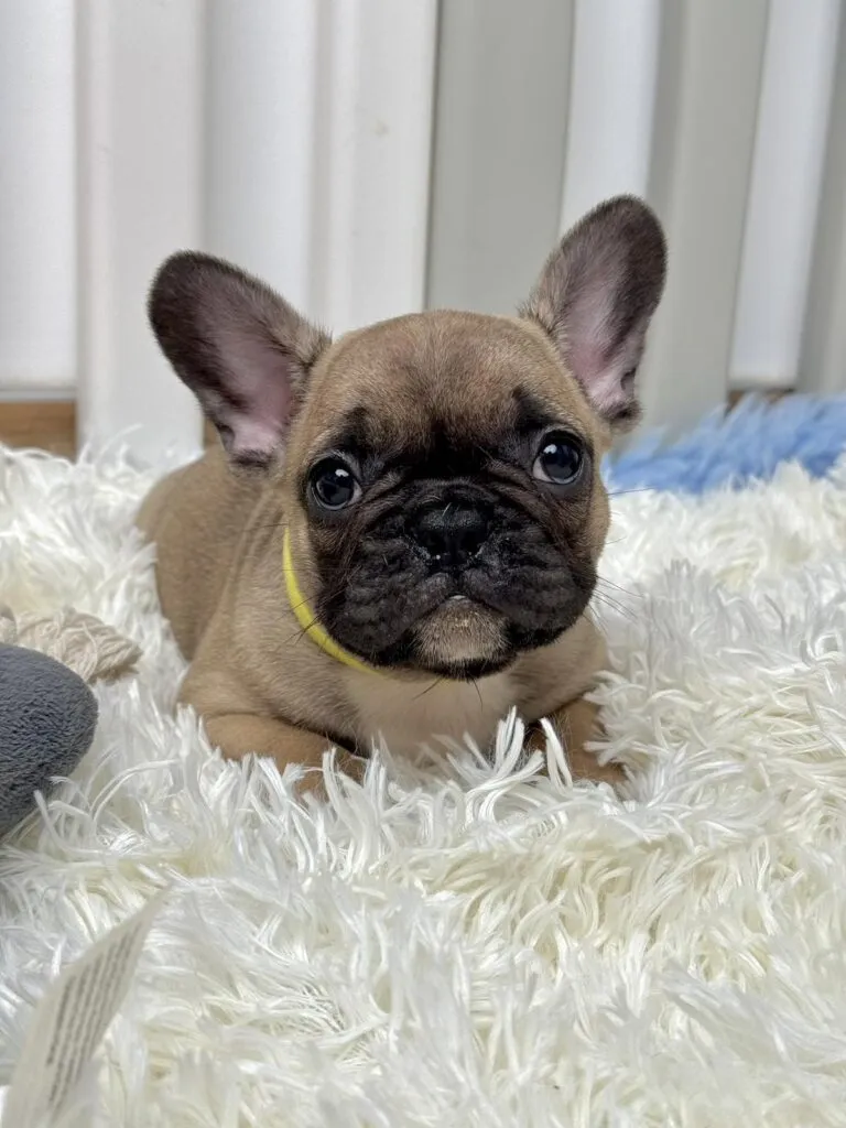 Francuski Buldog štenci