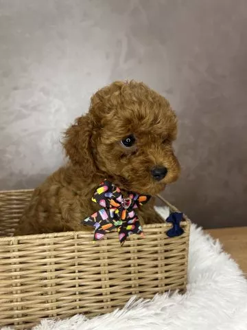 MINI, TOY PUDLE (APRIKOT I CRVENE)