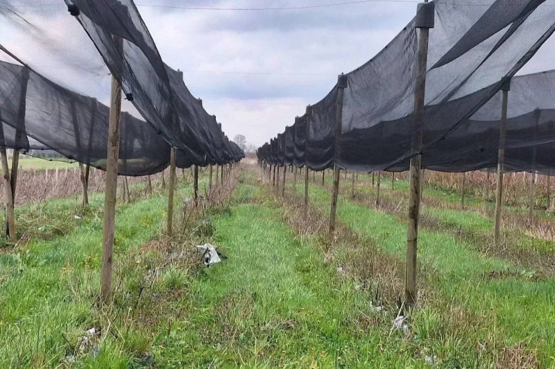Poljoprivredno zemljiste na prodaju Šabac-Zminje