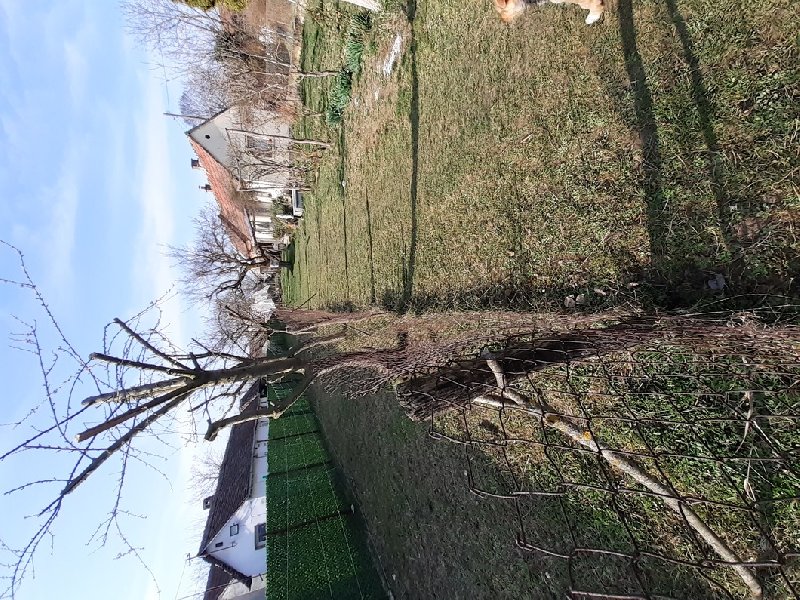 Šabac , Mačvanski Prnjavor