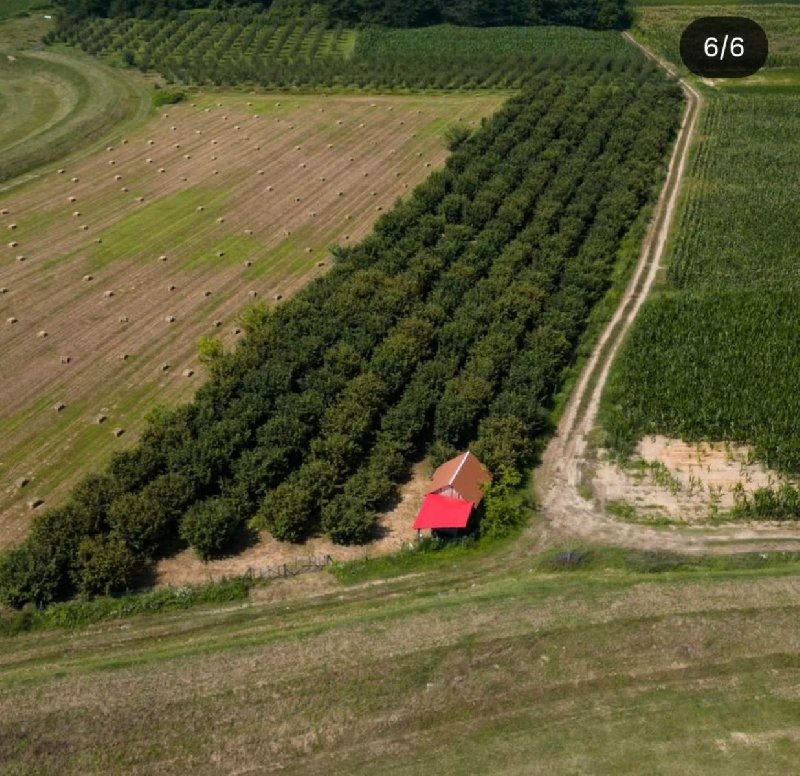 Plantaža lešnika