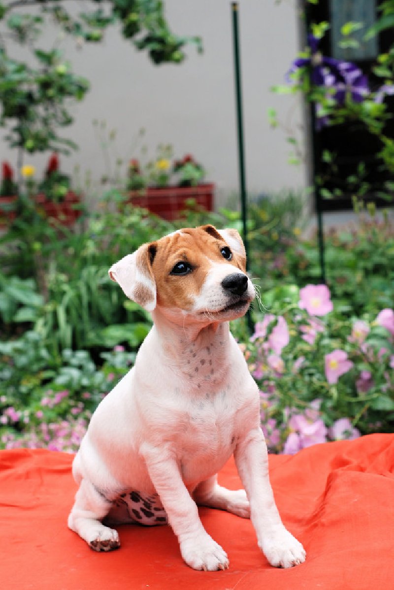 Jack Russell Terrijer/Džek Rasel terijer