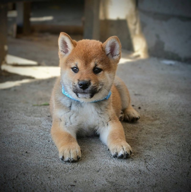 Shiba Inu prelepi štenci