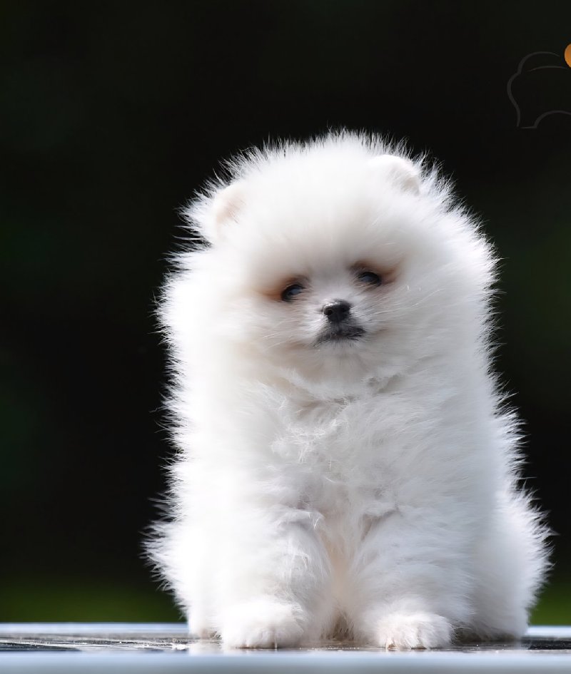Pomeranac BOO prelepi štenci