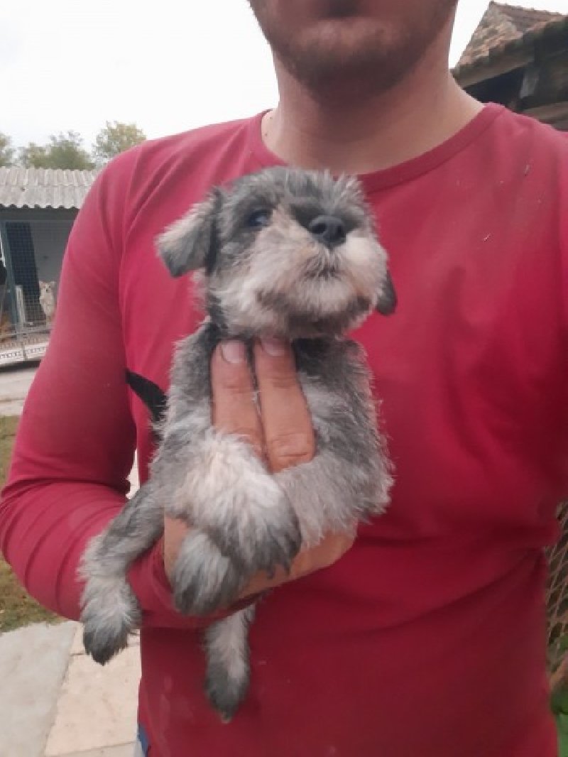 Patuljasti Snauceri Biber So