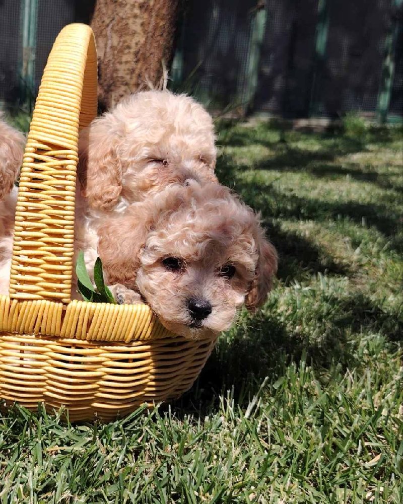 Maltipoo