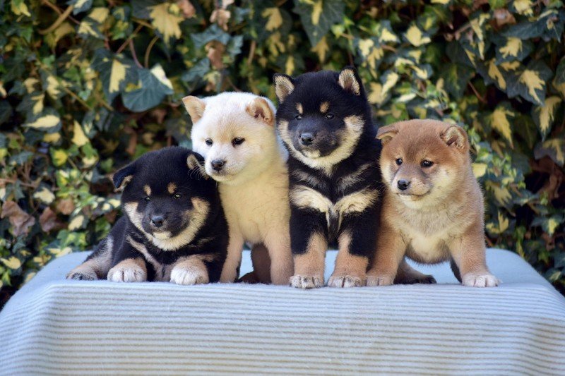 Shiba Inu / Šiba inu, štenci