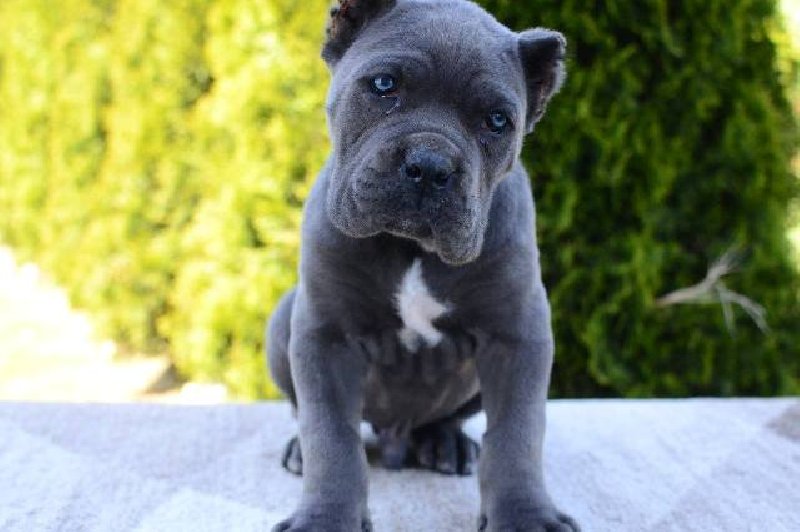 Cane Corso, ženka i mužjak