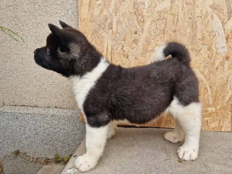 Američka Akita štenci