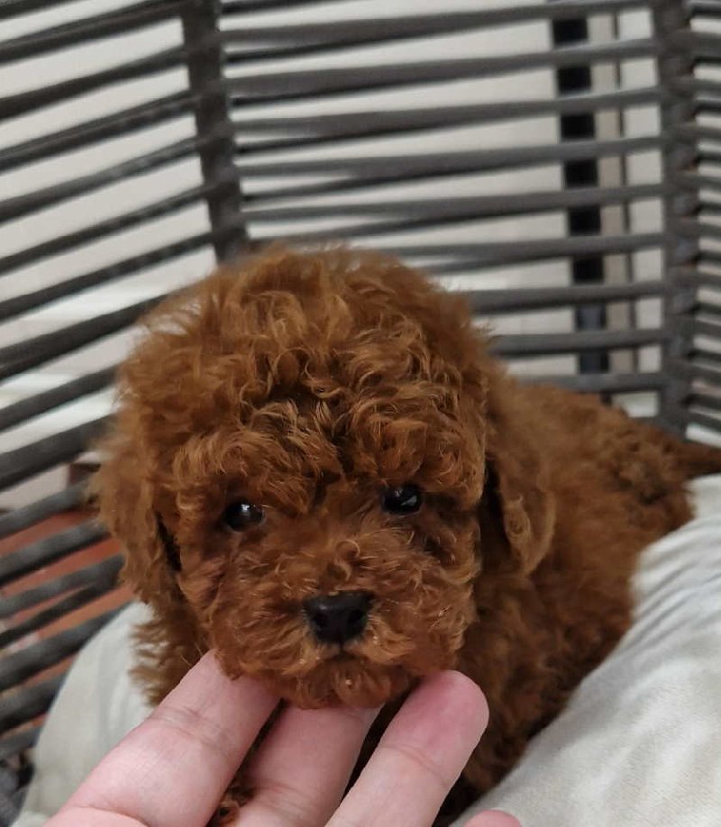 Pudle toy I teacup