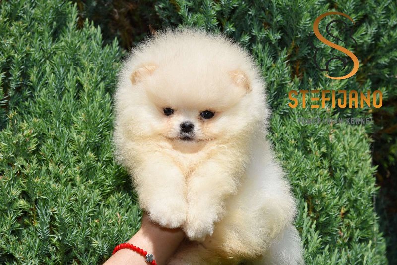 Pomeranac BOO štenci vrhunskog kvaliteta