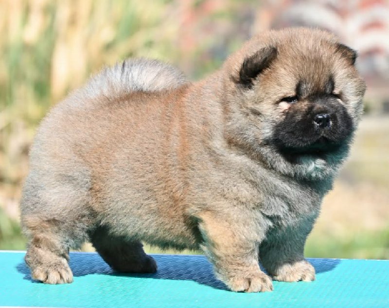 Chow Chow Cau Cau Čau Čau