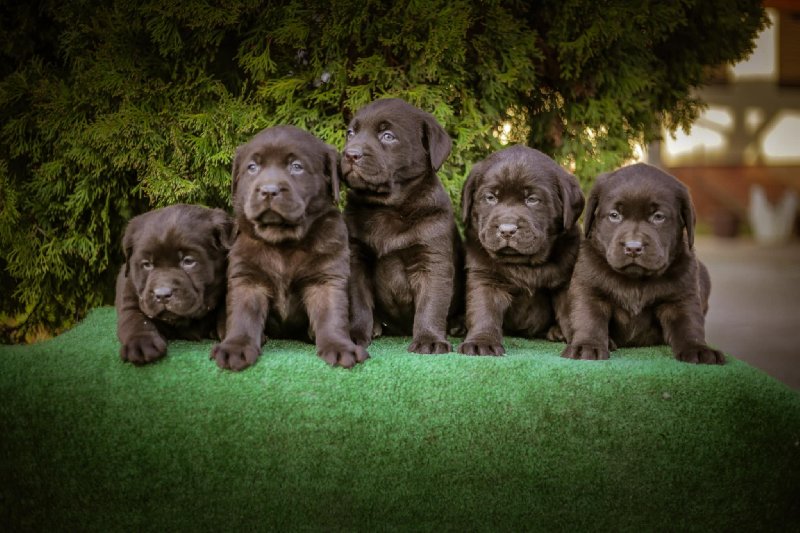 Labrador retriver braon štenci