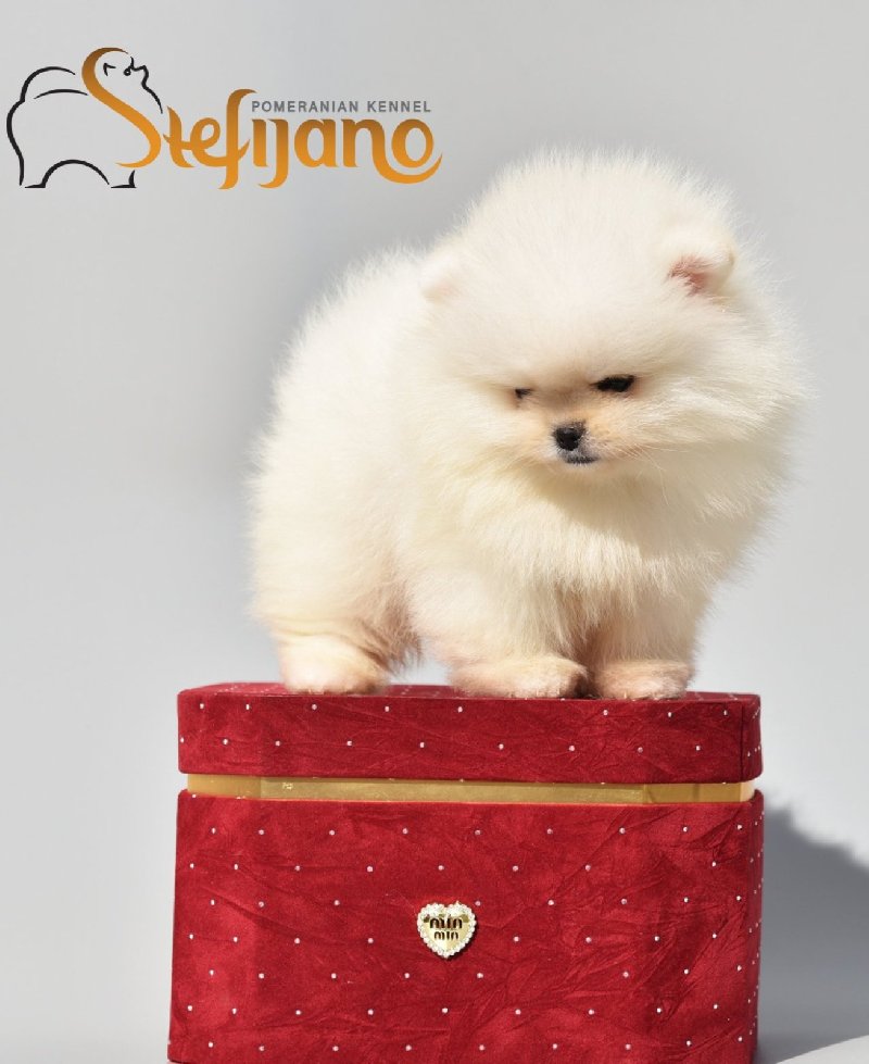 Pomeranac Boo štenci