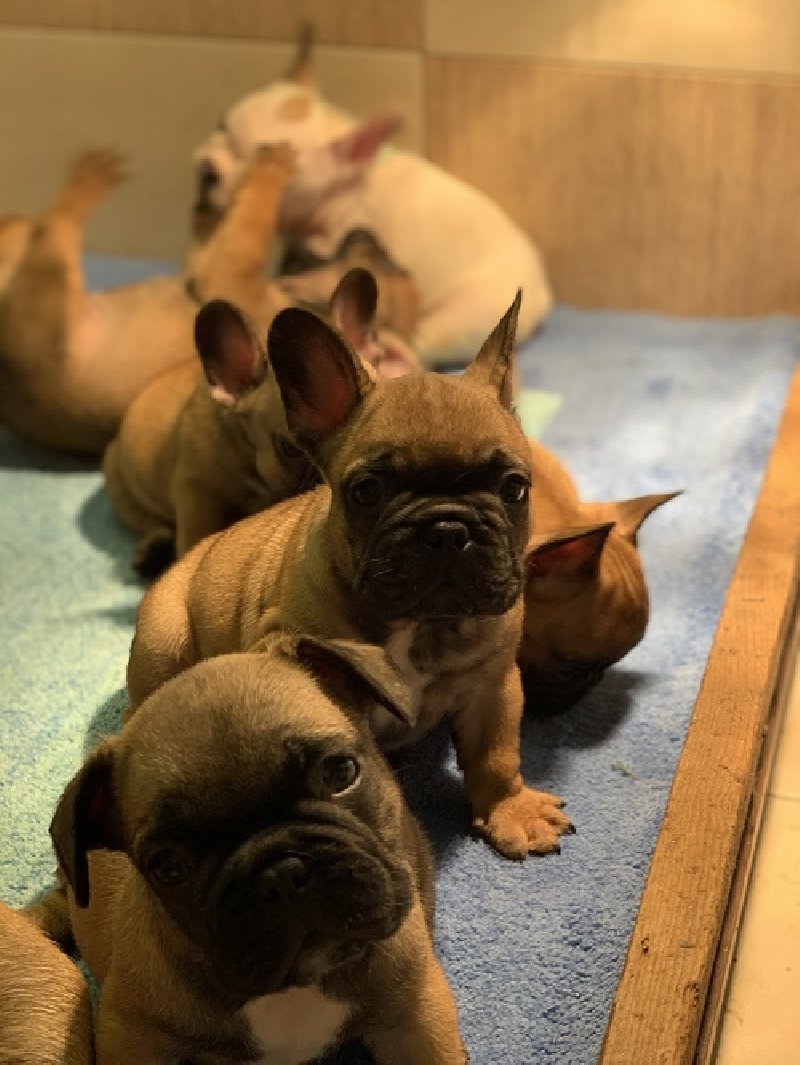 Francuski buldog "Od kuce don"