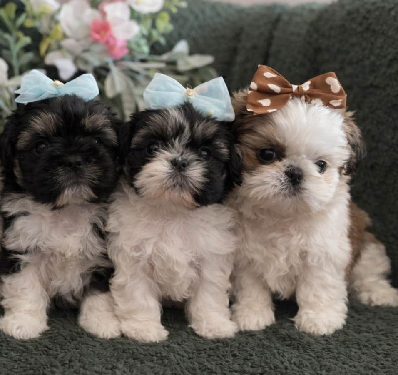 Prelepi Shih Tzu štenci iz registrovane FCI/KSS