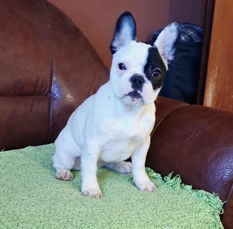 Francuski Buldog prelepo štene