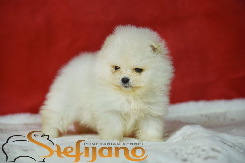 Pomeranac prelepi štenci
